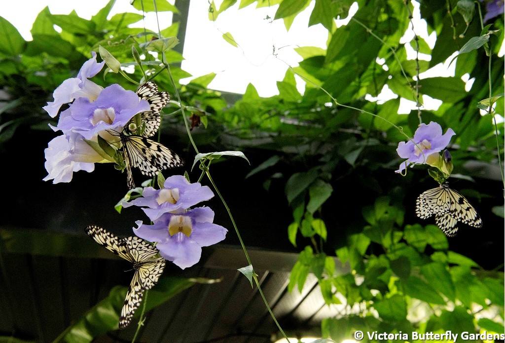 Victoria Butterfly Gardens Admission-One Dream Travel